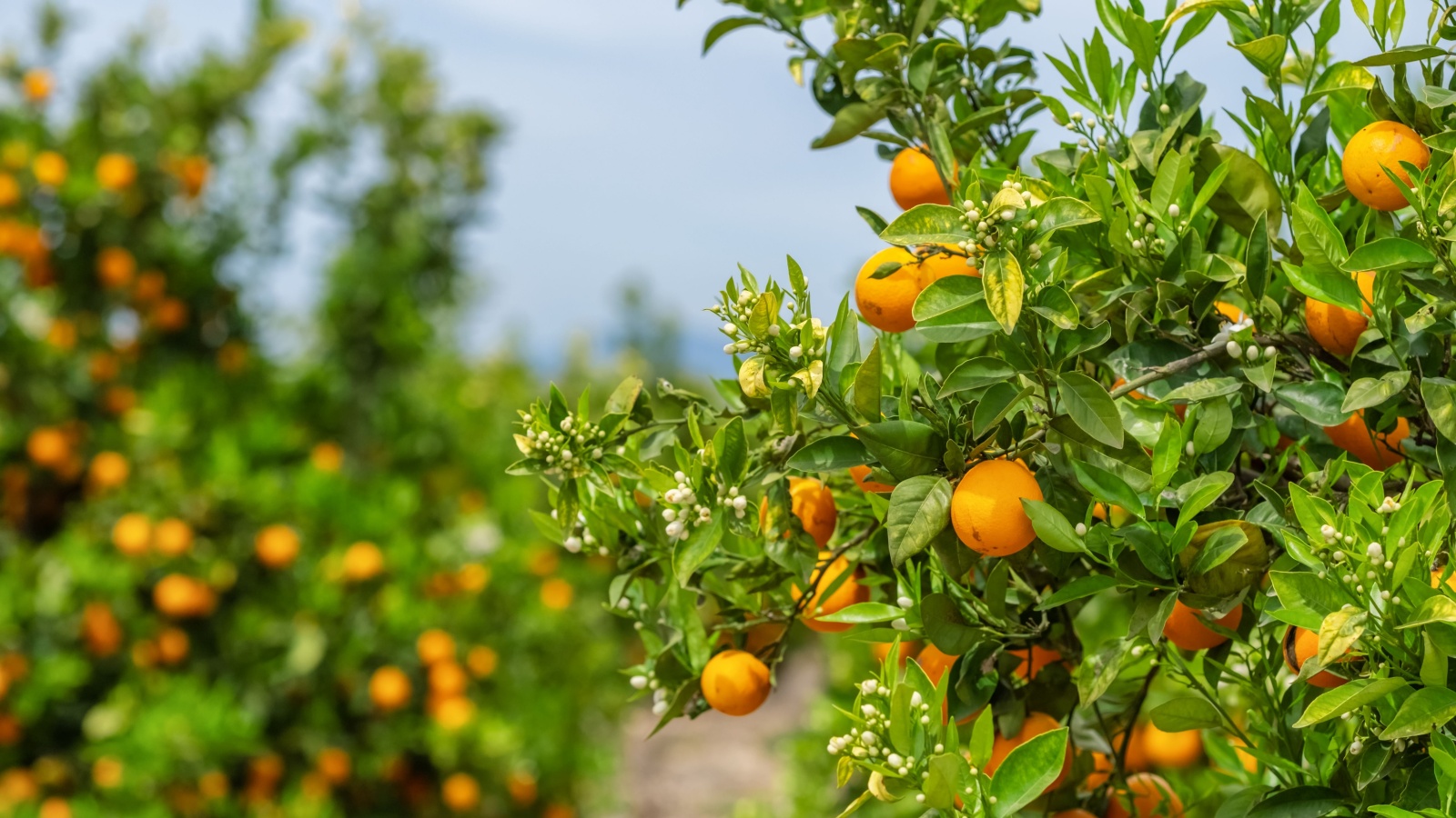 14 weniger bekannte Details über den Garten Eden | Positive Breeze